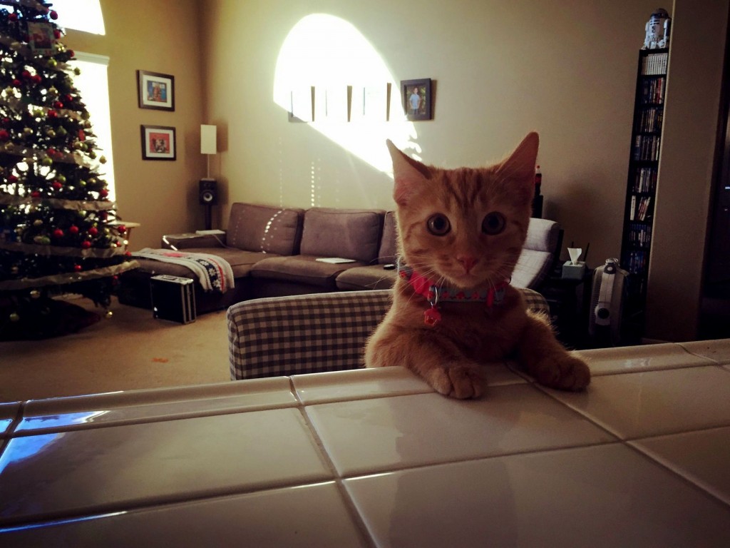 So i ve been told that cats can get me to the front page.. here are ...