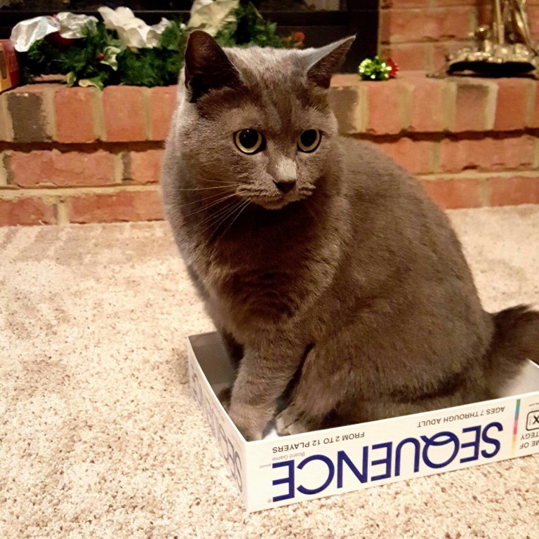 meet luna the stern cat. | Cute cats HQ - Pictures of cute cats and ...