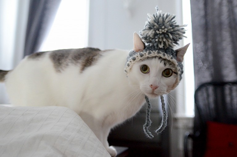 A Cat Called Keith. | Cute cats HQ - Pictures of cute cats and kittens ...