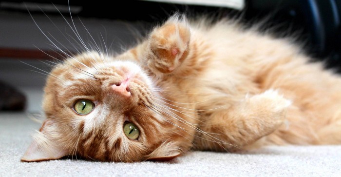 Meet my kitty coco | Cute cats HQ - Pictures of cute cats and kittens ...