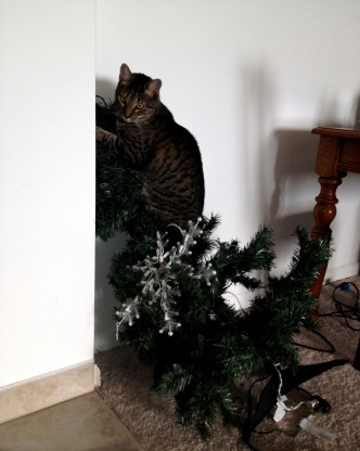 Polkovnik kote | Cute cats HQ - Pictures of cute cats and kittens Free ...