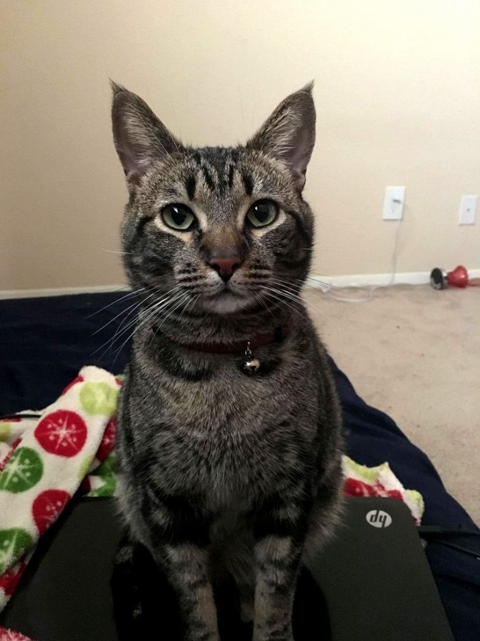 Cheez Burger Cat | Cute cats HQ - Pictures of cute cats and kittens ...