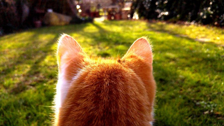 Bandito | Cute cats HQ - Pictures of cute cats and kittens Free ...