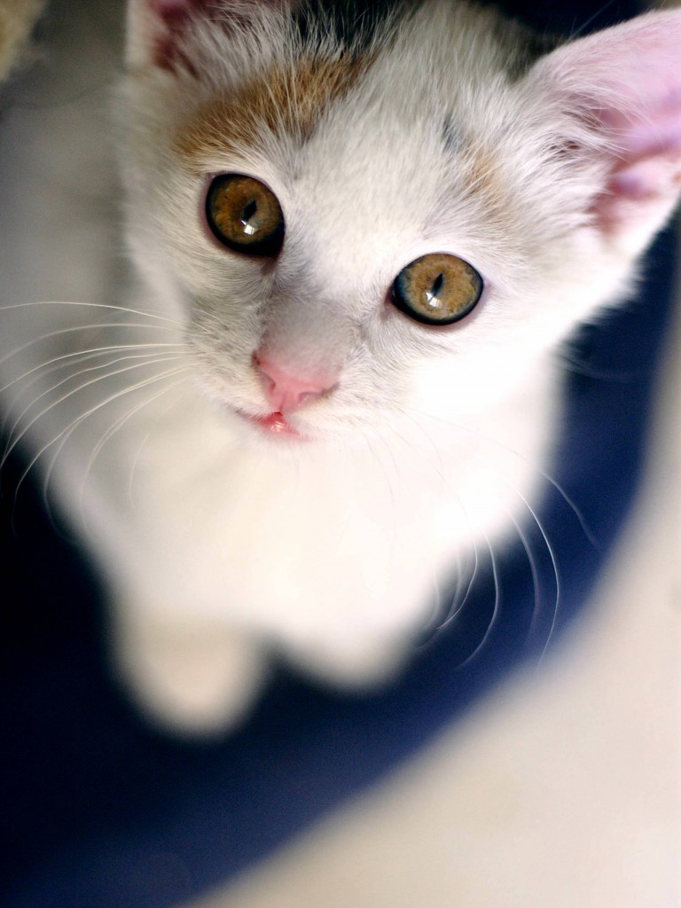 Portrait of a bean | Cute cats HQ - Pictures of cute cats and kittens ...