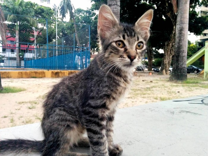 Sad cat | Cute cats HQ - Pictures of cute cats and kittens Free ...