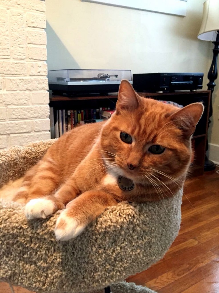 Stackable cats | Cute cats HQ - Pictures of cute cats and kittens Free pictures of funny cats ...