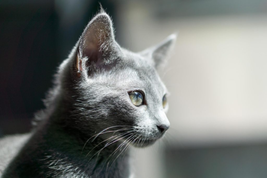 A Cat Called Keith. | Cute cats HQ - Pictures of cute cats and kittens ...