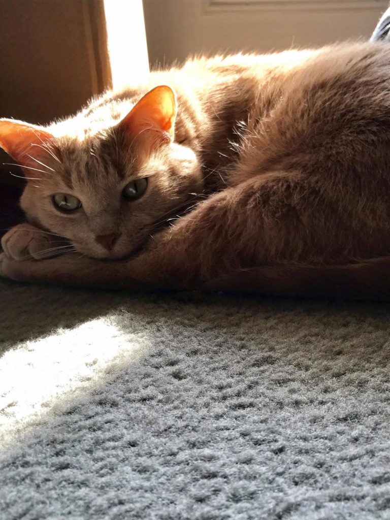 Really | Cute cats HQ - Pictures of cute cats and kittens Free pictures ...