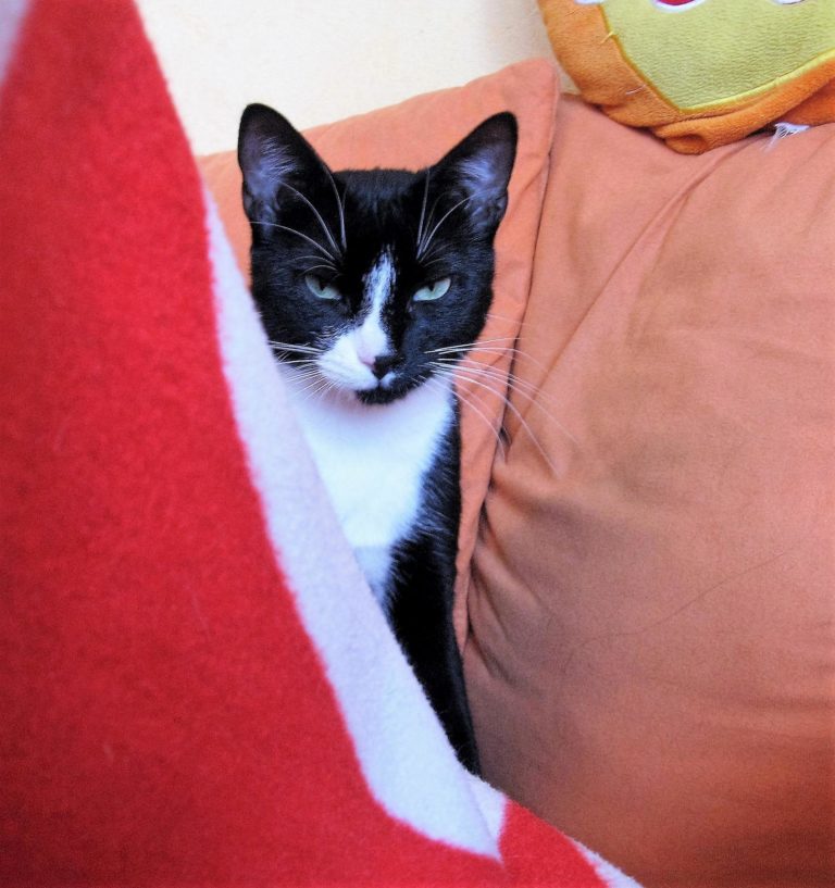 Rough life | Cute cats HQ - Pictures of cute cats and kittens Free ...