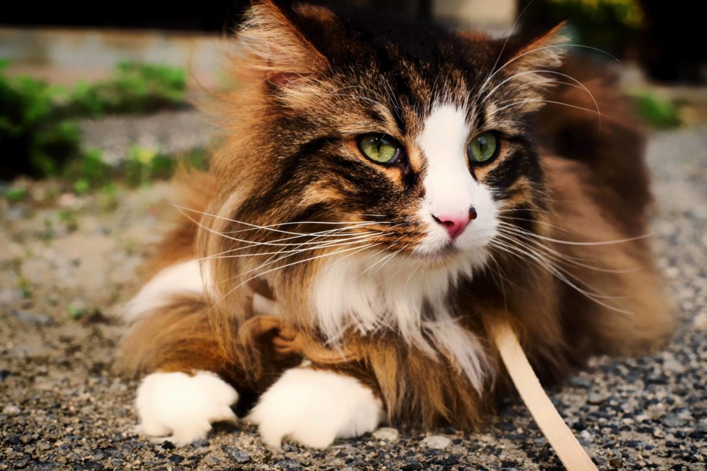 My Lil cat Girl | Cute cats HQ - Pictures of cute cats and kittens Free ...