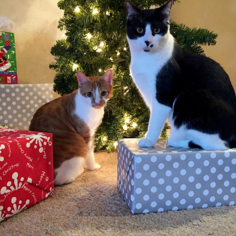 Our handsome boy | Cute cats HQ - Pictures of cute cats and kittens ...