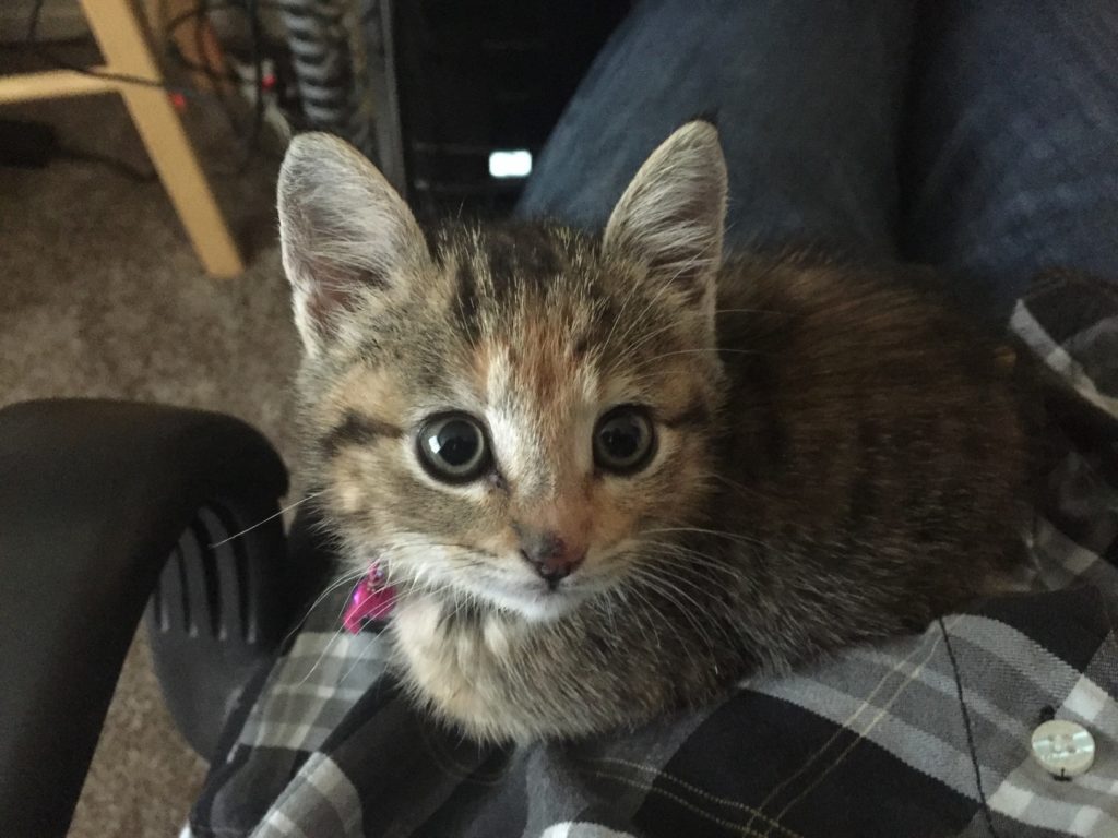 Hold me closer tiny flopper | Cute cats HQ - Pictures of cute cats and ...