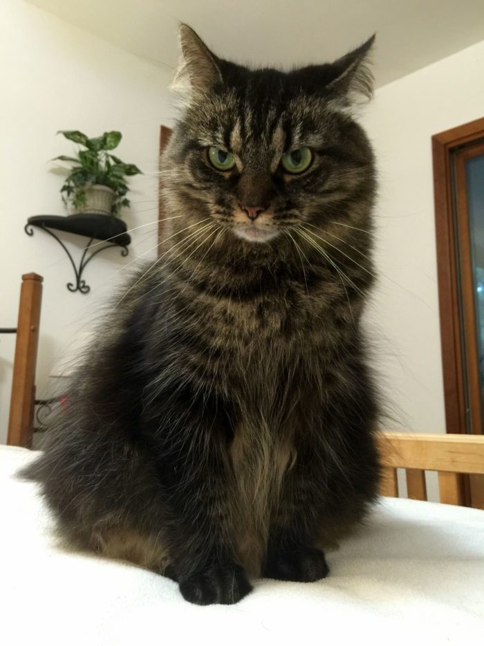 Vampire Cat | Cute cats HQ - Pictures of cute cats and kittens Free ...