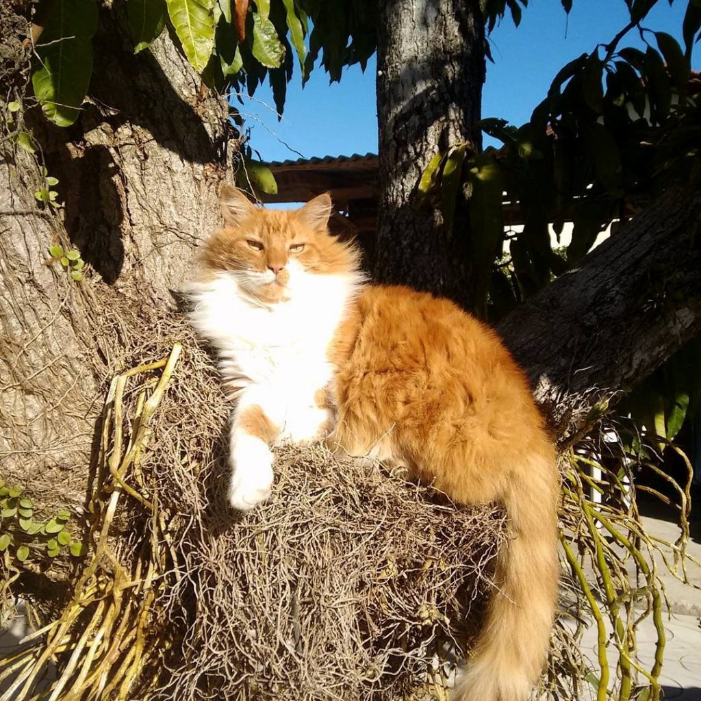 Sadie. | Cute cats HQ - Pictures of cute cats and kittens Free pictures ...