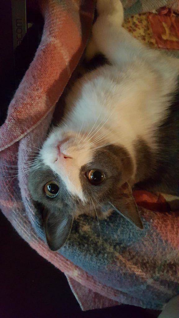 Finally got a picture of this dork. | Cute cats HQ - Pictures of cute ...