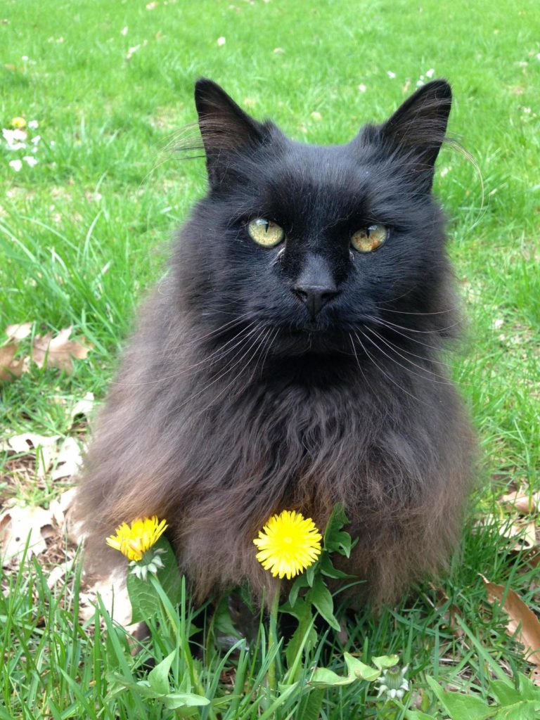 Dat Tongue. | Cute cats HQ - Pictures of cute cats and kittens Free ...