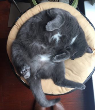 A Cat Divided | Cute cats HQ - Pictures of cute cats and kittens Free ...