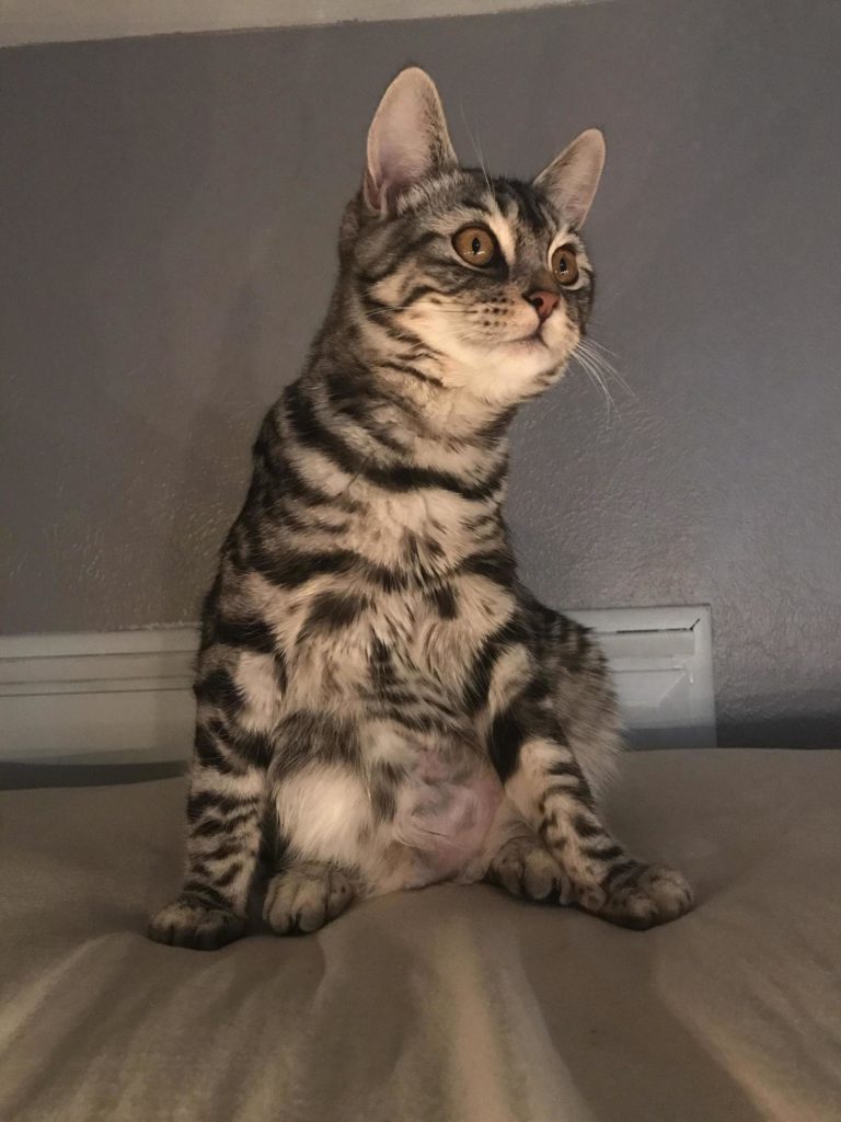 Meet kitokato | Cute cats HQ - Pictures of cute cats and kittens Free ...