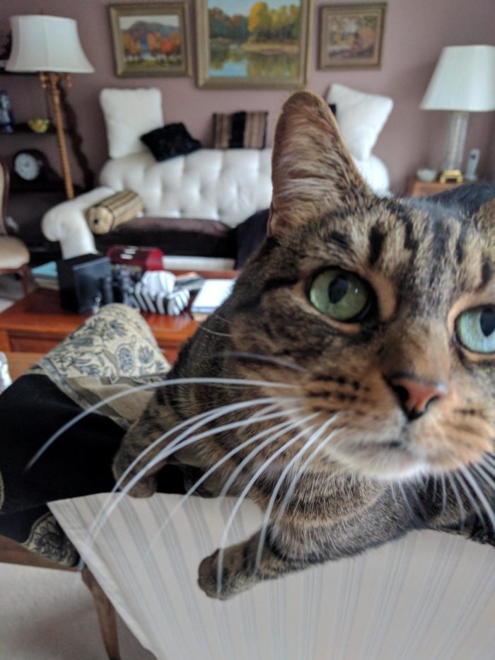 grumpy cat s mom | Cute cats HQ - Pictures of cute cats and kittens ...