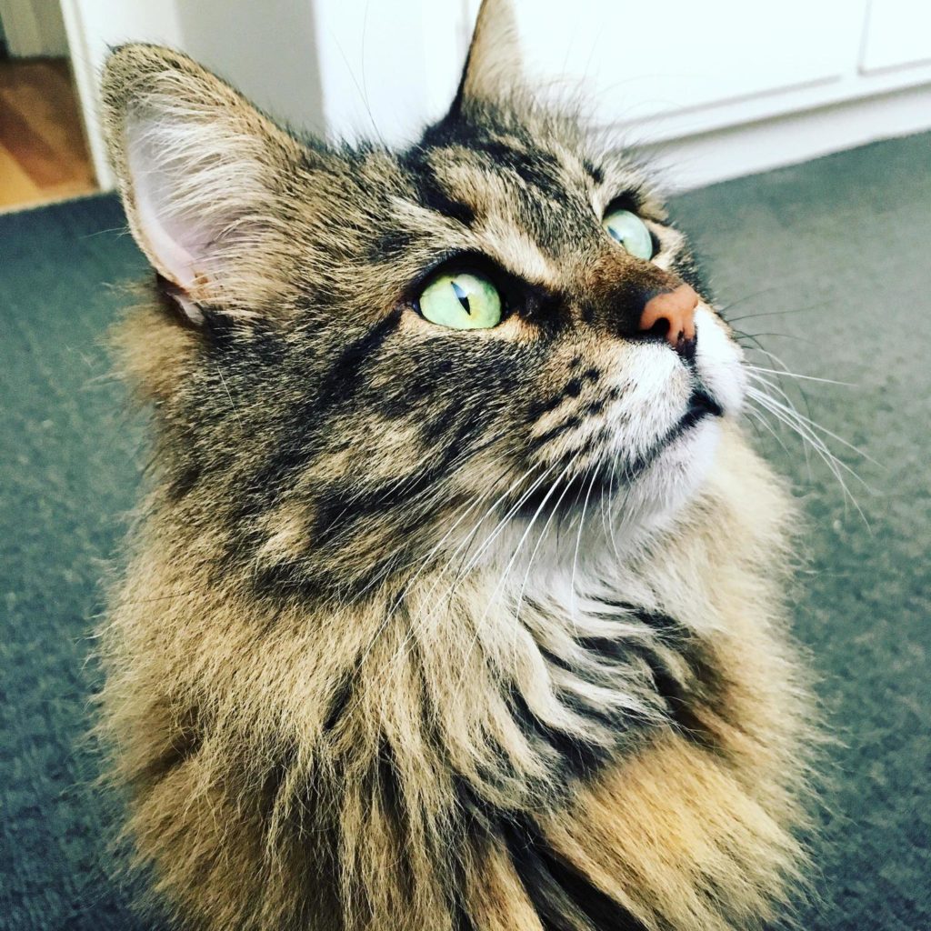 When bae is looking good | Cute cats HQ - Pictures of cute cats and ...