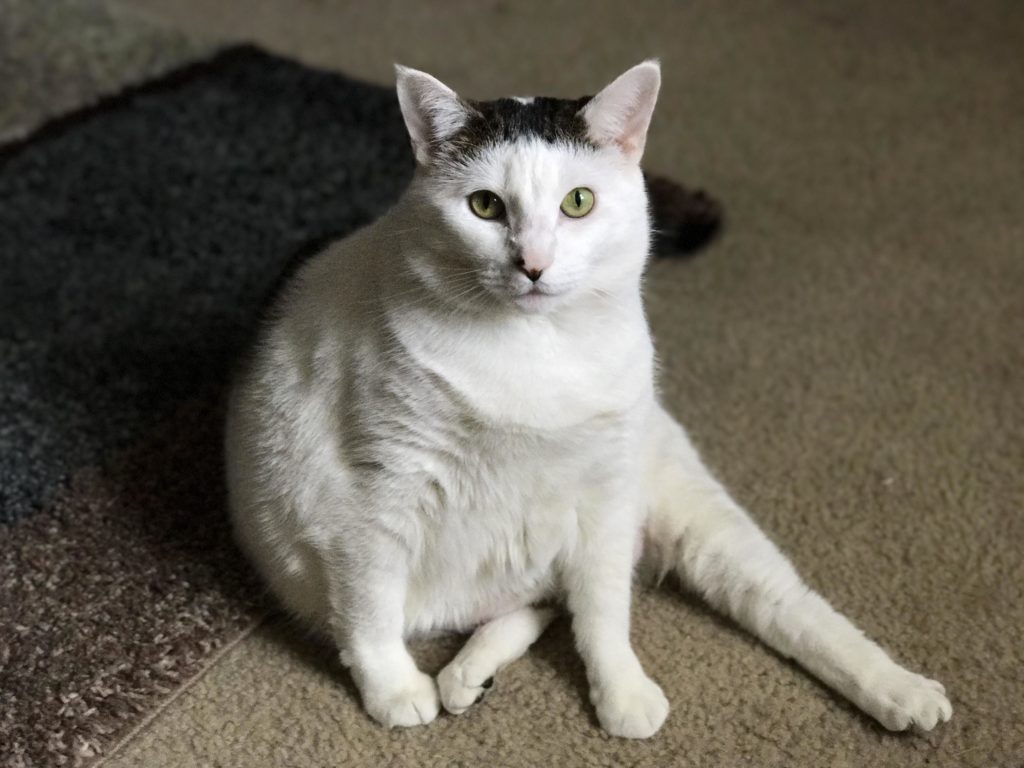 In Honor Of Shark Week | Cute cats HQ - Pictures of cute cats and ...