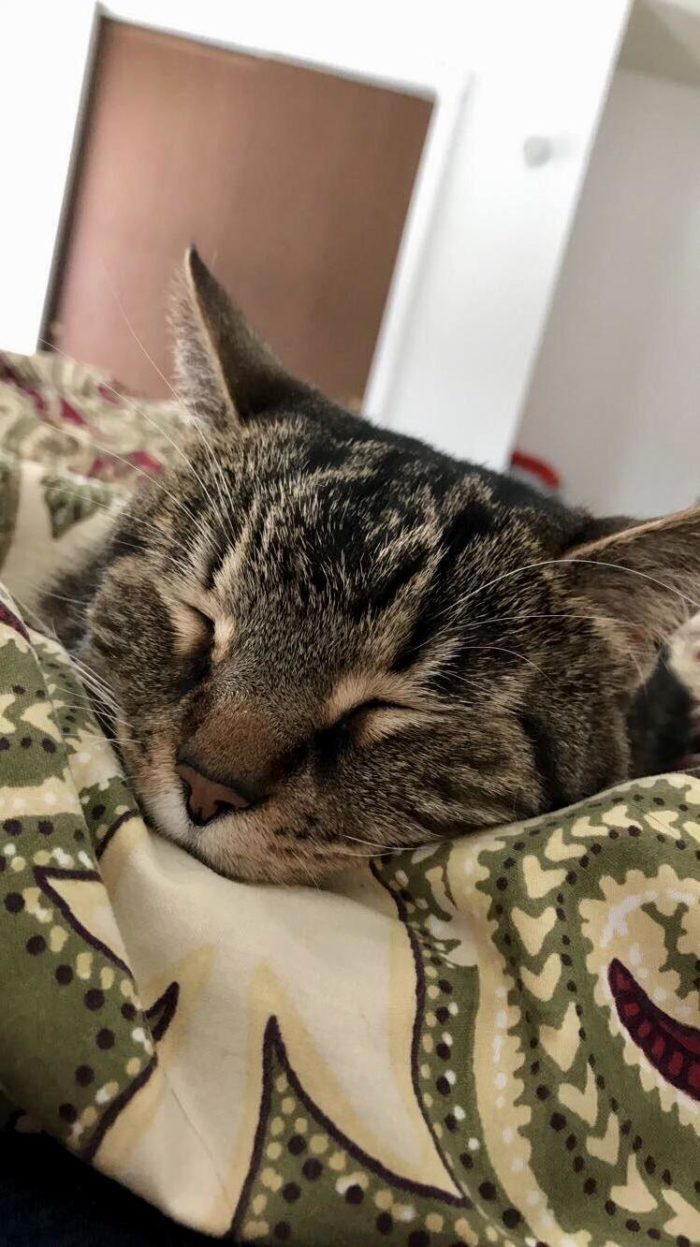 Cats Mane | Cute cats HQ - Pictures of cute cats and kittens Free ...