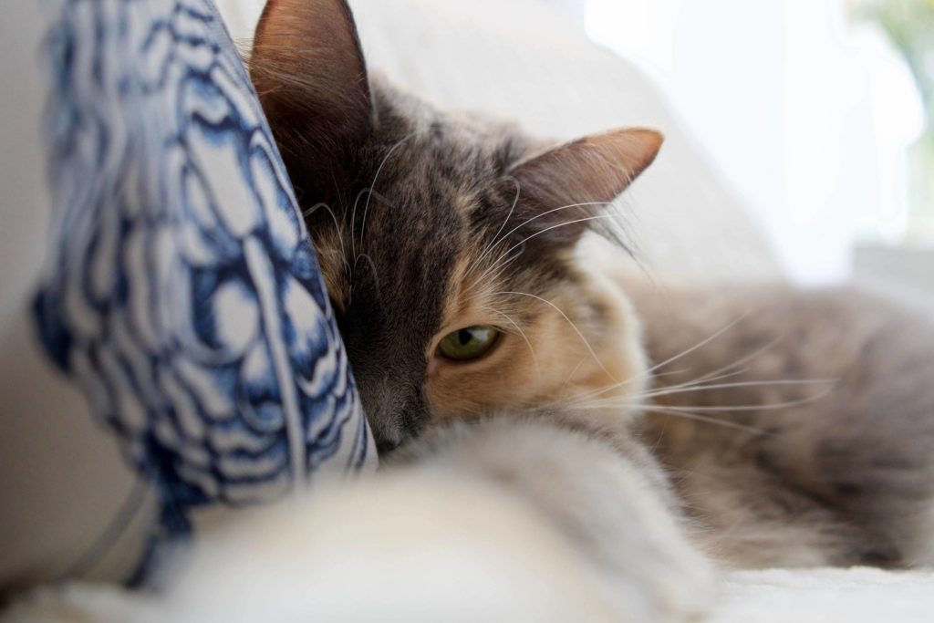 Cat blah | Cute cats HQ - Pictures of cute cats and kittens Free ...