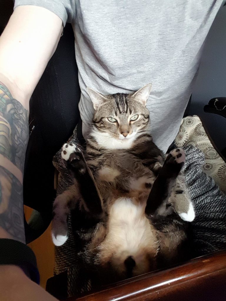 Bandit The Cat | Cute cats HQ - Pictures of cute cats and kittens Free ...