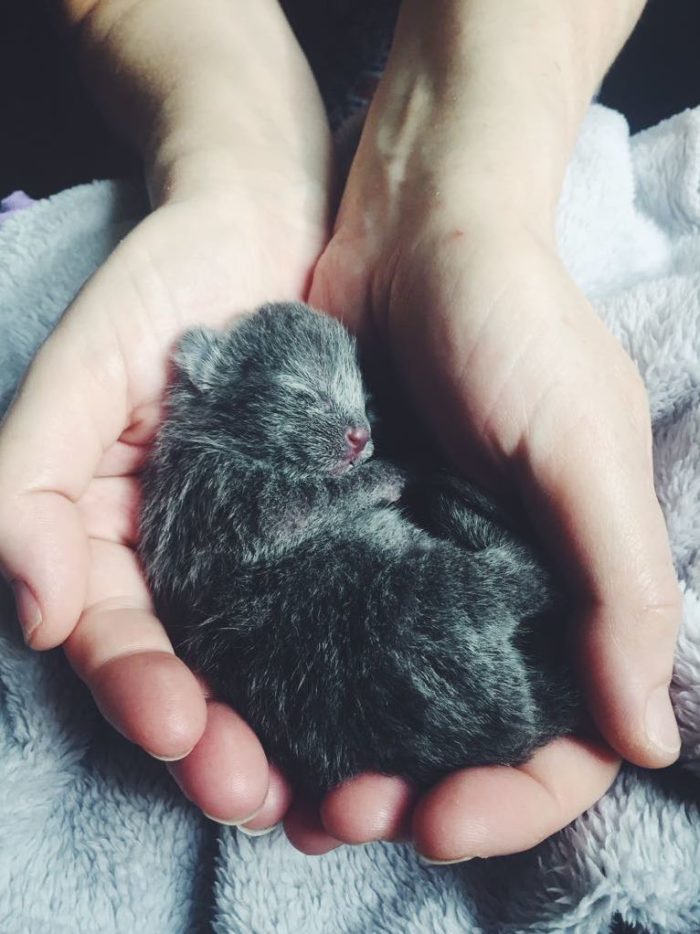 Kitten loaf on glass | Cute cats HQ - Pictures of cute cats and kittens ...