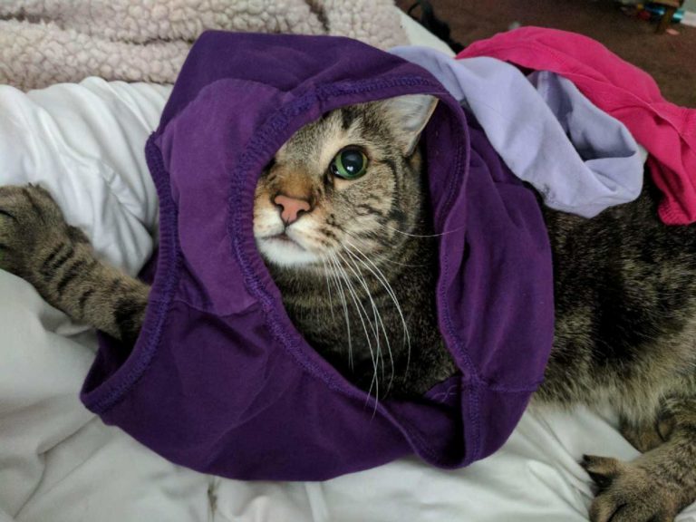 Hed Been Surprised… Cute Cats Hq Pictures Of Cute Cats And Kittens