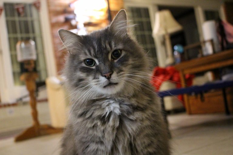 Disinterested cat | Cute cats HQ - Pictures of cute cats and kittens ...