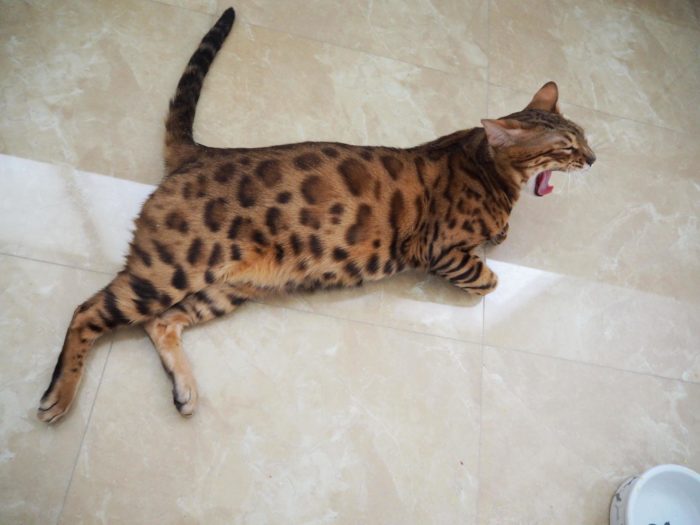 Quizzical | Cute cats HQ - Pictures of cute cats and kittens Free ...