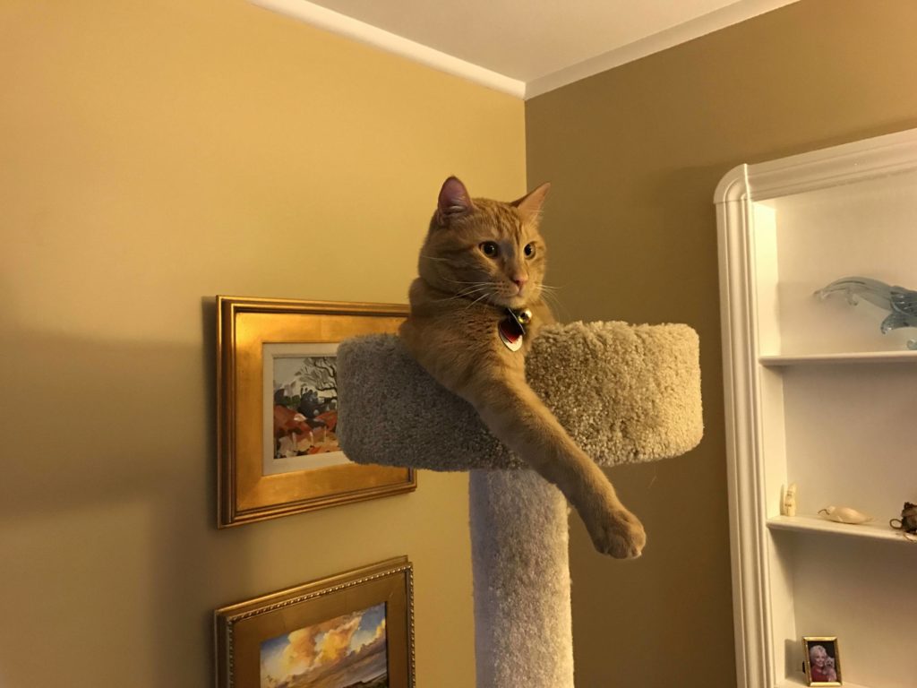 Cat Loaf | Cute cats HQ - Pictures of cute cats and kittens Free ...