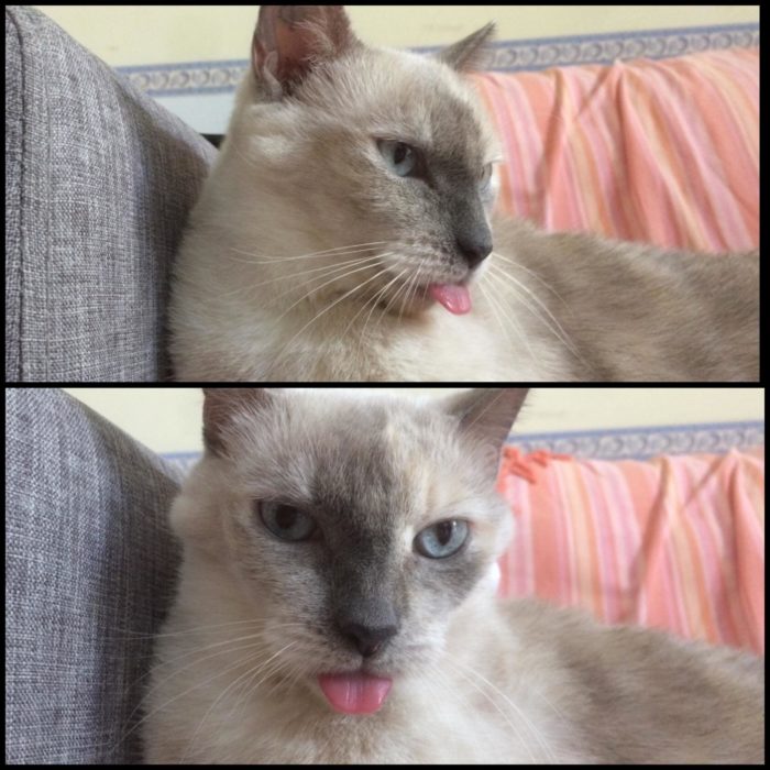 Cat Multitasking | Cute cats HQ - Pictures of cute cats and kittens ...