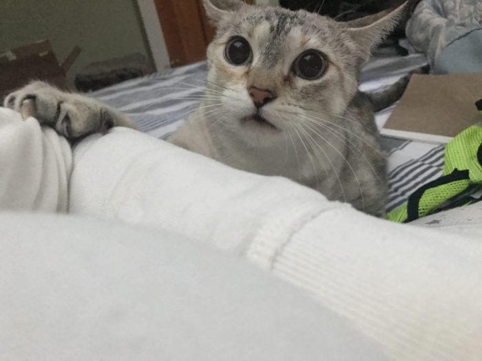 What cat breed is this | Cute cats HQ - Pictures of cute cats and ...