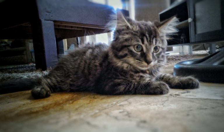 Bug Is A Little Special | Cute cats HQ - Pictures of cute cats and ...