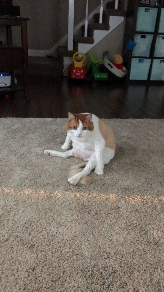 Quizzical | Cute cats HQ - Pictures of cute cats and kittens Free ...