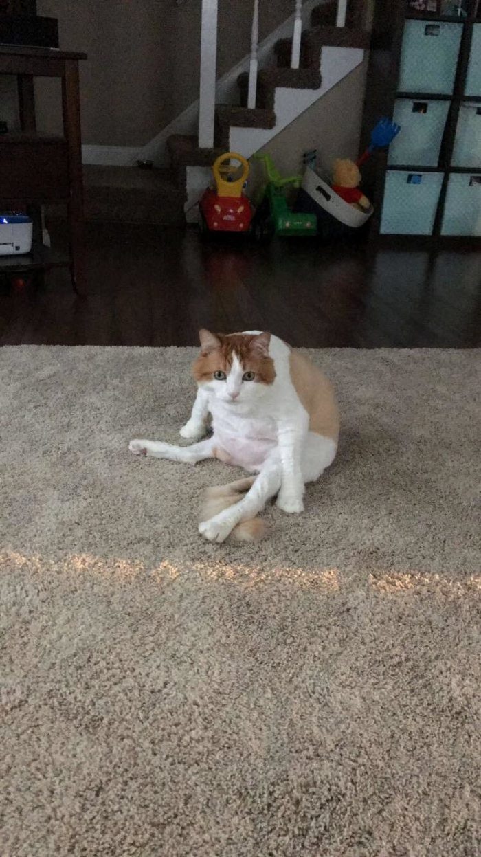 Meet my old man ranger | Cute cats HQ - Pictures of cute cats and ...