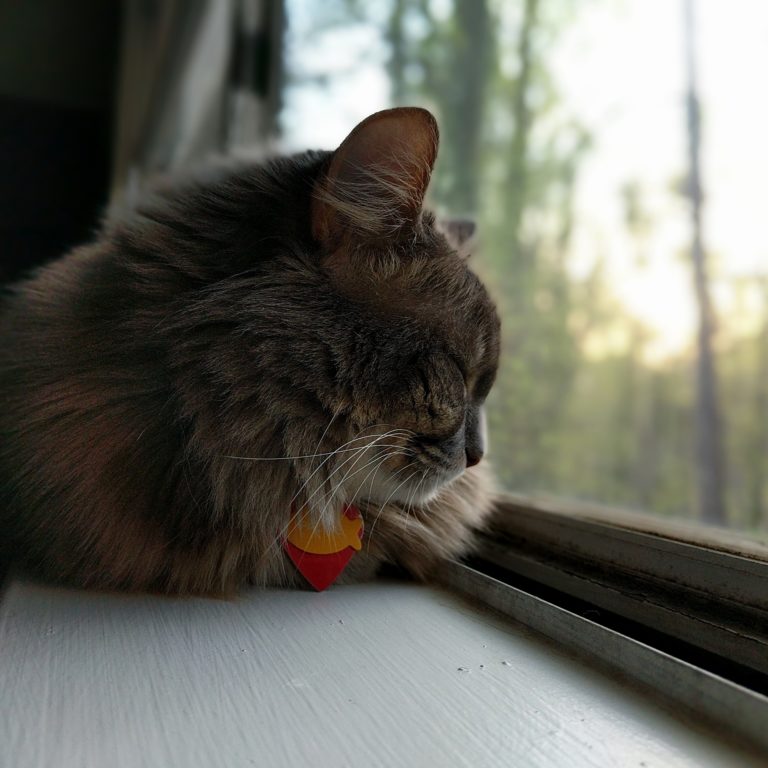 Meet Herbert | Cute cats HQ - Pictures of cute cats and kittens Free ...