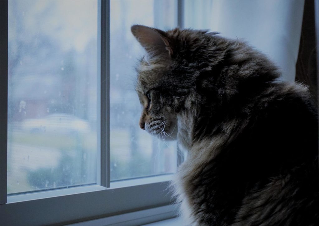 Watch out | Cute cats HQ - Pictures of cute cats and kittens Free ...