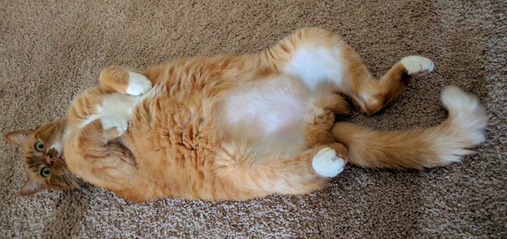 Duck. aka fat boi | Cute cats HQ - Pictures of cute cats and kittens ...