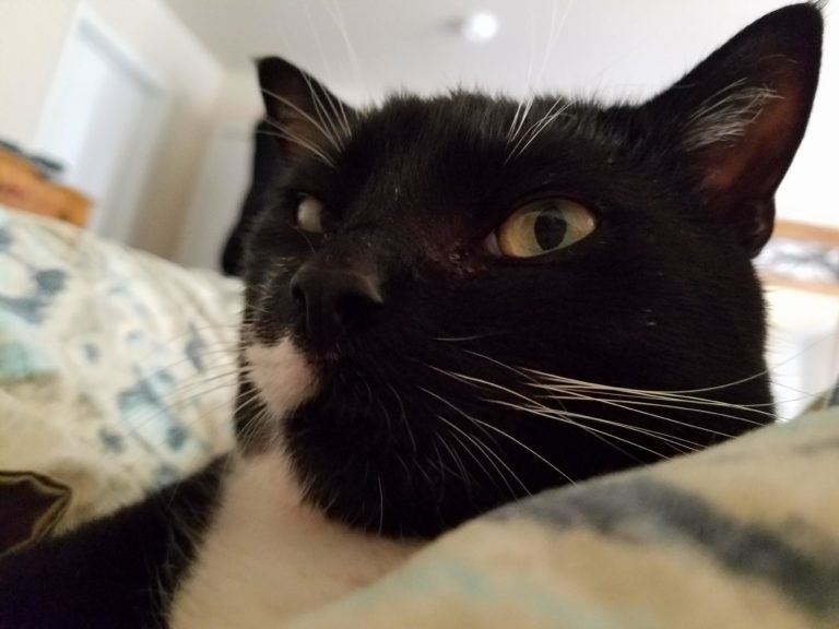 Smirking cat | Cute cats HQ - Pictures of cute cats and kittens Free ...