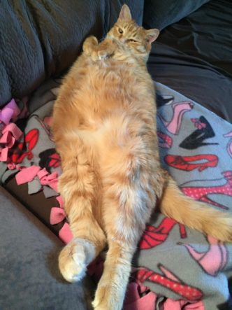 Cat Stan! | Cute cats HQ - Pictures of cute cats and kittens Free ...