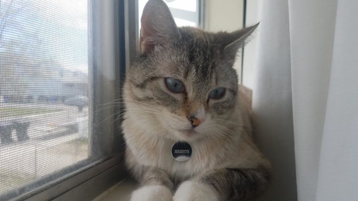 Bro Cuddle | Cute cats HQ - Pictures of cute cats and kittens Free ...