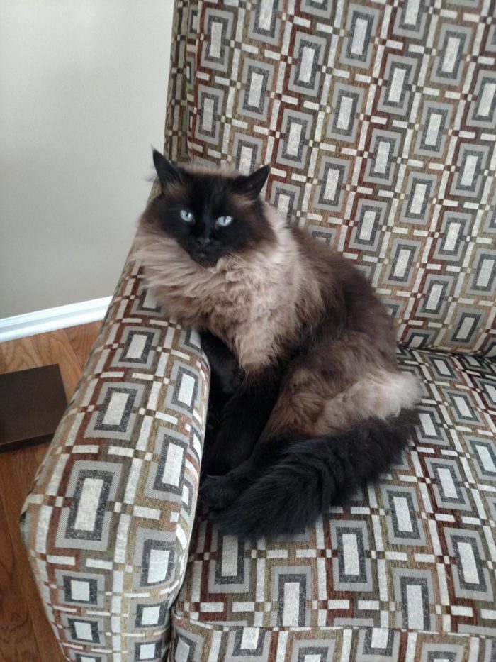 Remy | Cute cats HQ - Pictures of cute cats and kittens Free pictures ...