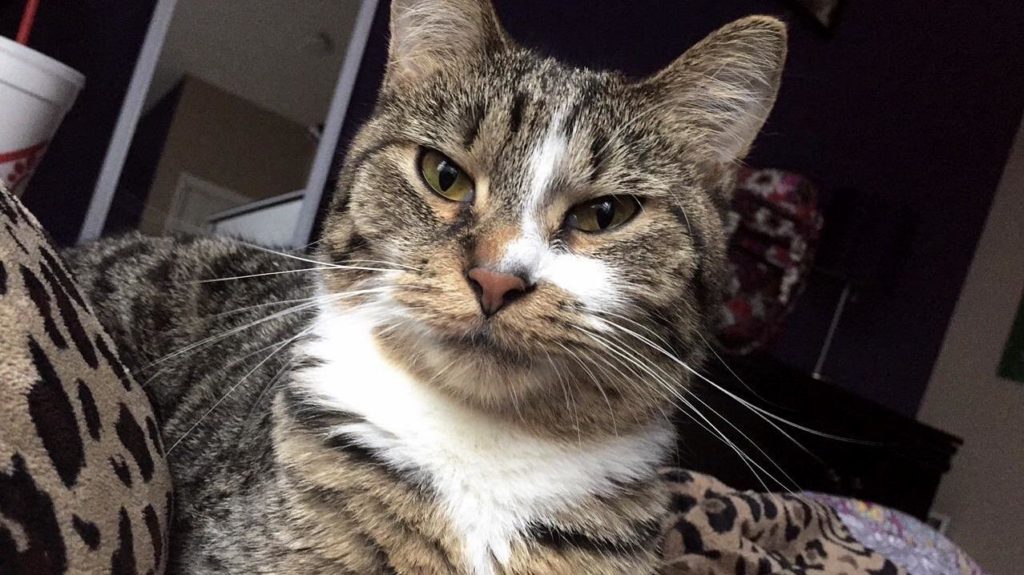 Ball So Hard. | Cute cats HQ - Pictures of cute cats and kittens Free ...