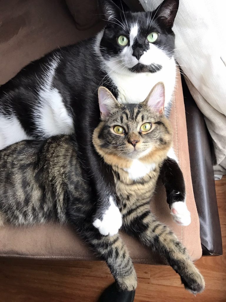 Bandito | Cute cats HQ - Pictures of cute cats and kittens Free ...