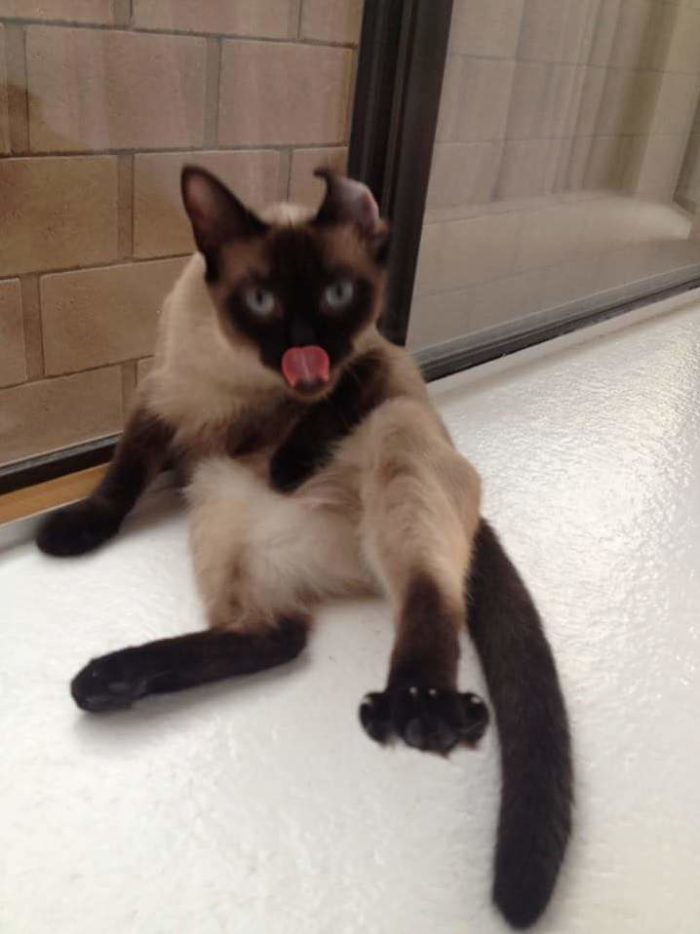 Meet Karma. | Cute cats HQ - Pictures of cute cats and kittens Free ...