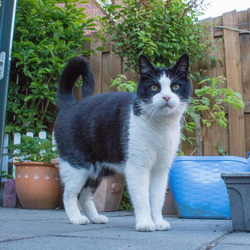 He Has A Rough Day…. | Cute cats HQ - Pictures of cute cats and kittens ...