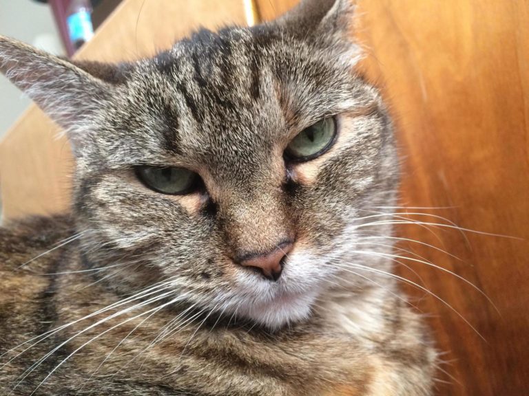 A Cat Called Keith. | Cute cats HQ - Pictures of cute cats and kittens ...